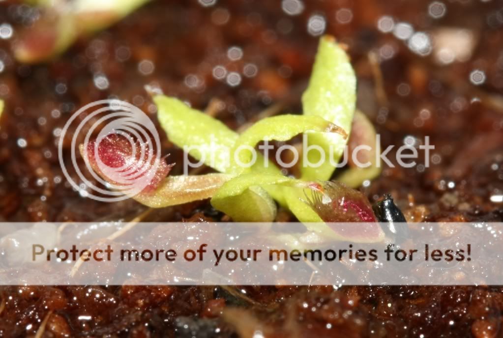 Seedlings' first little traps! - FlyTrapCare Forums